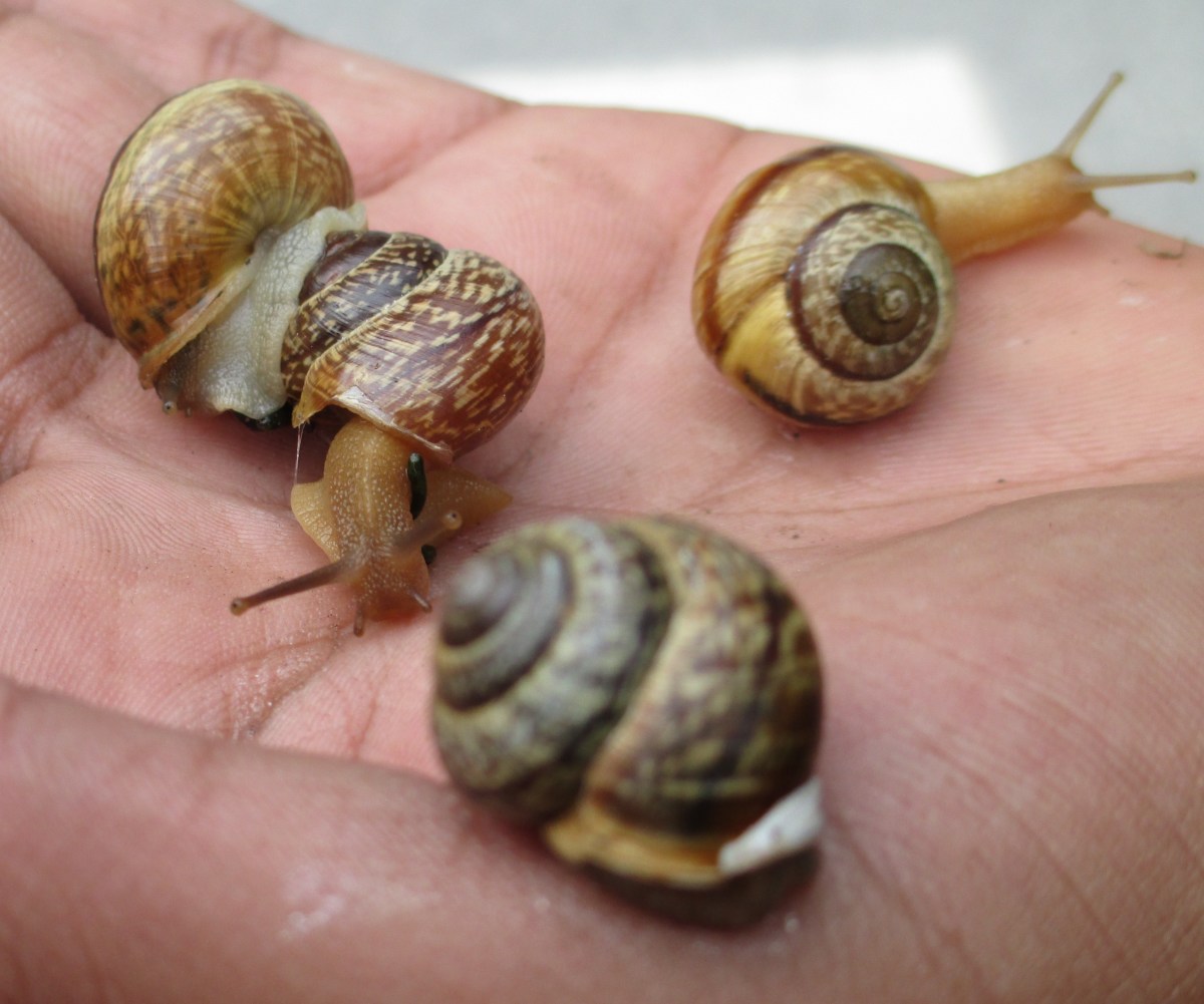 Ami Ibrahim on HubPages