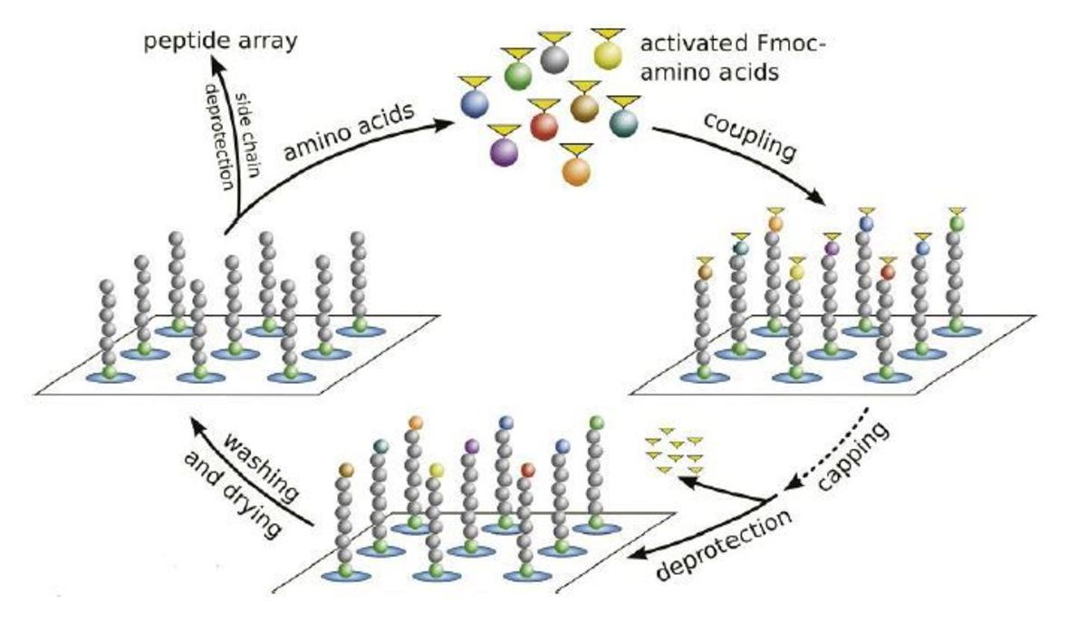 Novel Synthetic Peptide Arrays = Spot - HubPages