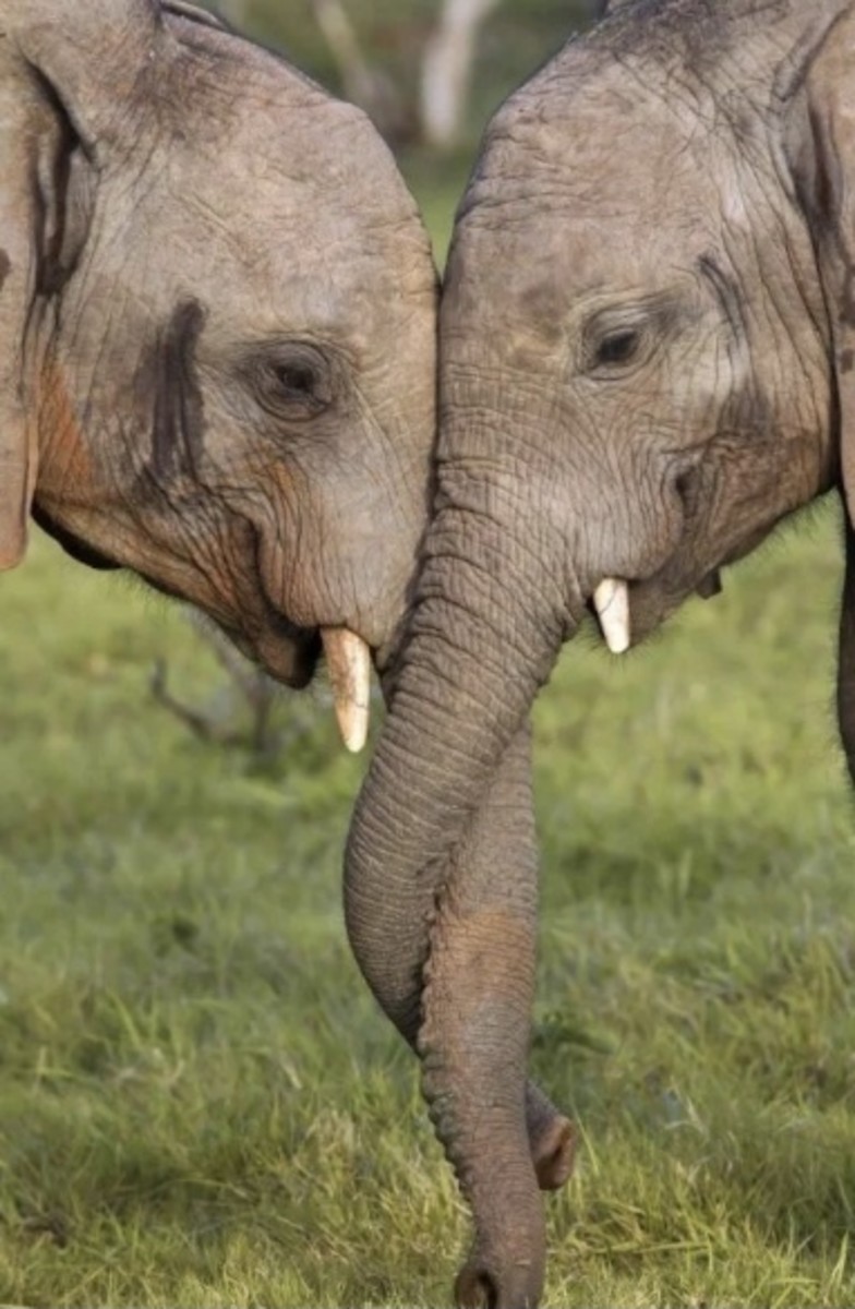 Unusual ways for animals to show their love to each other - HubPages