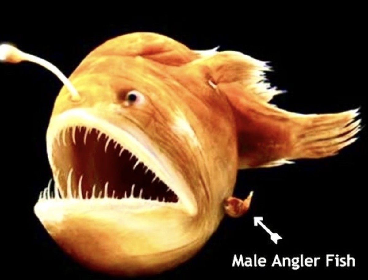Female Angler Fish Mating