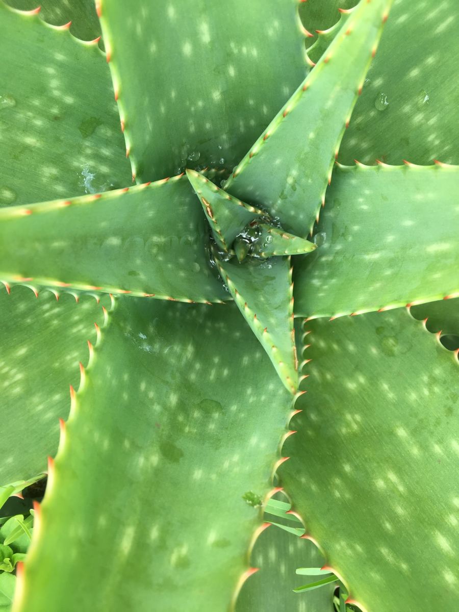 The Essential Succulent Aloe Vera: Uses, Benefits & Precautions - HubPages