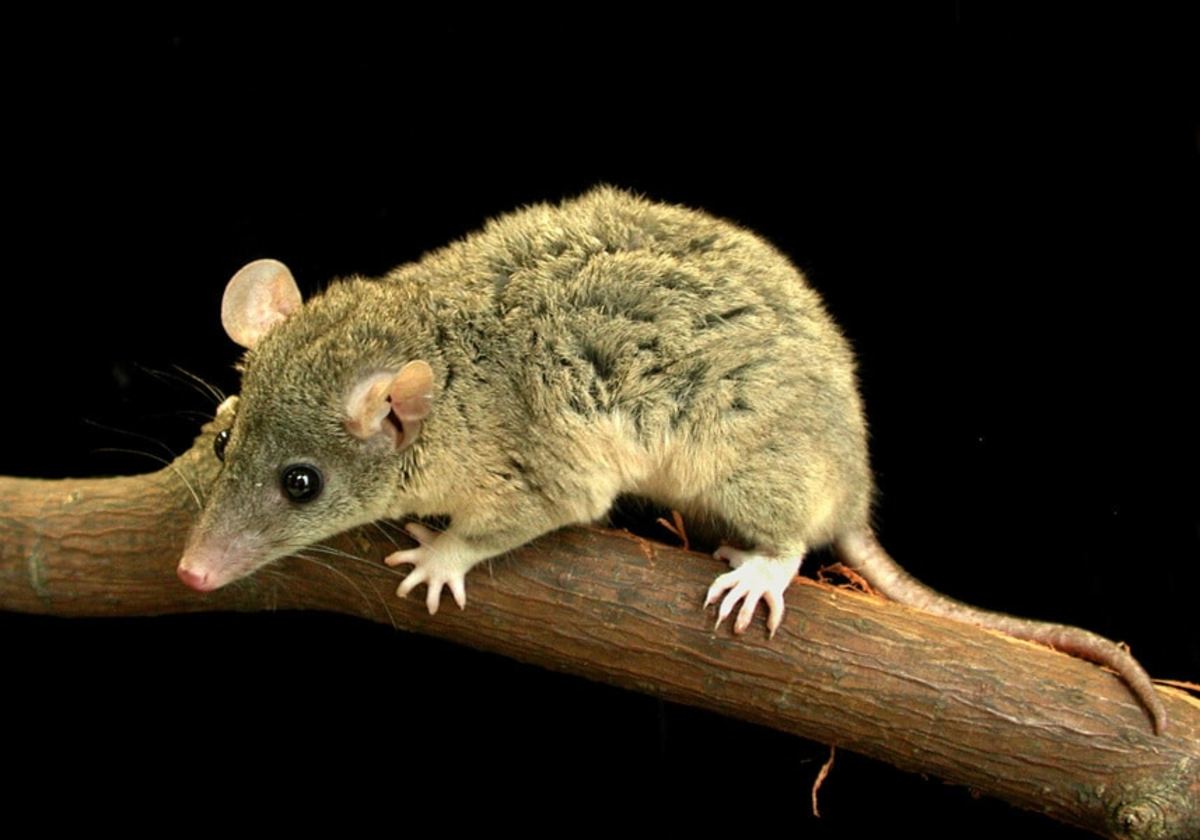 5 Exotic Pets That Can Live Indoors - HubPages