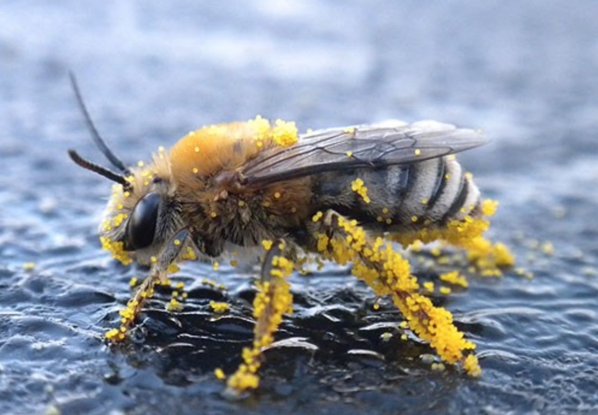 A Complete Guide to Growing Cold-Hardy Currants - HubPages