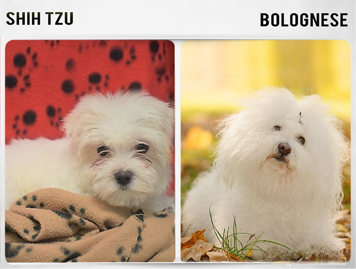 15 Dog Breeds Like the Shih Tzu - HubPages