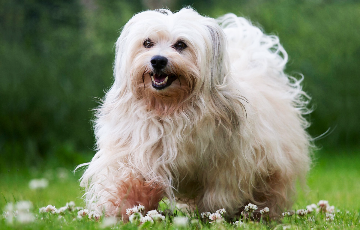 15 Dog Breeds Like the Shih Tzu - HubPages
