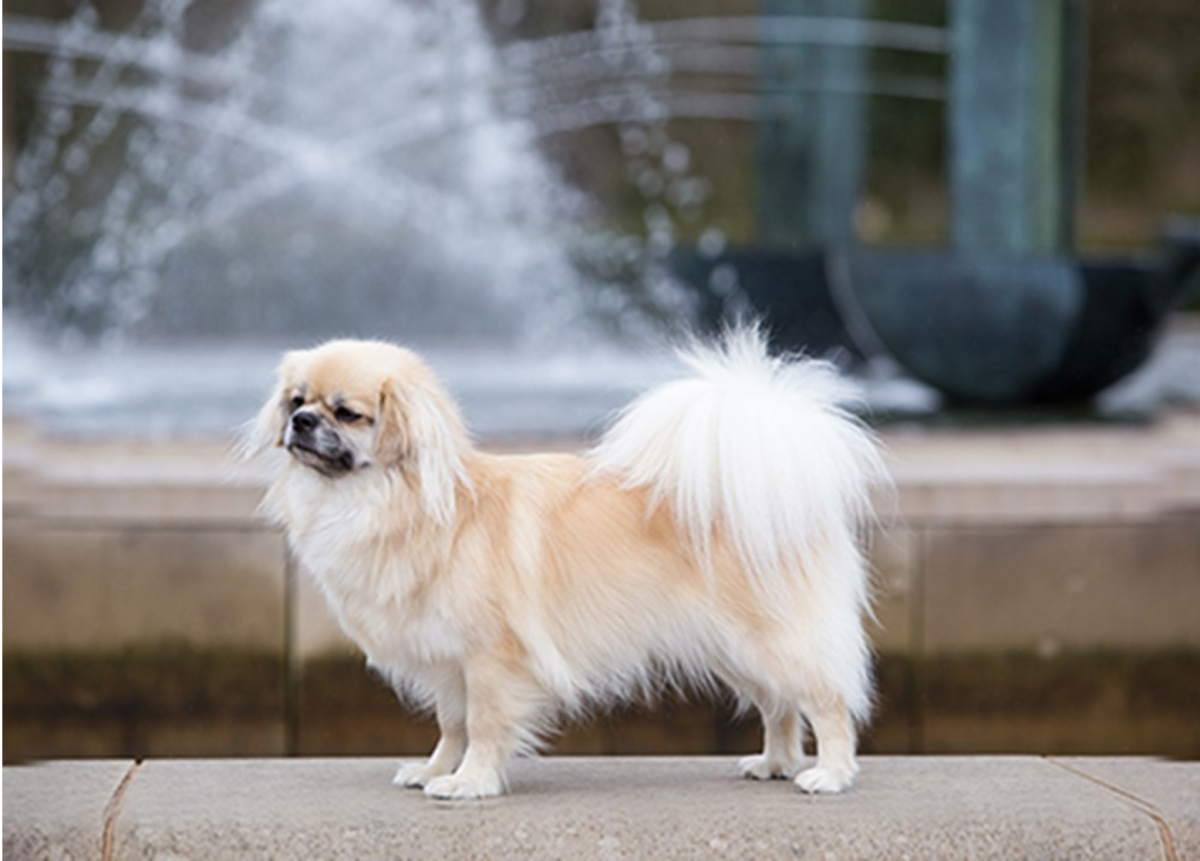 15 Dog Breeds Like the Shih Tzu - HubPages