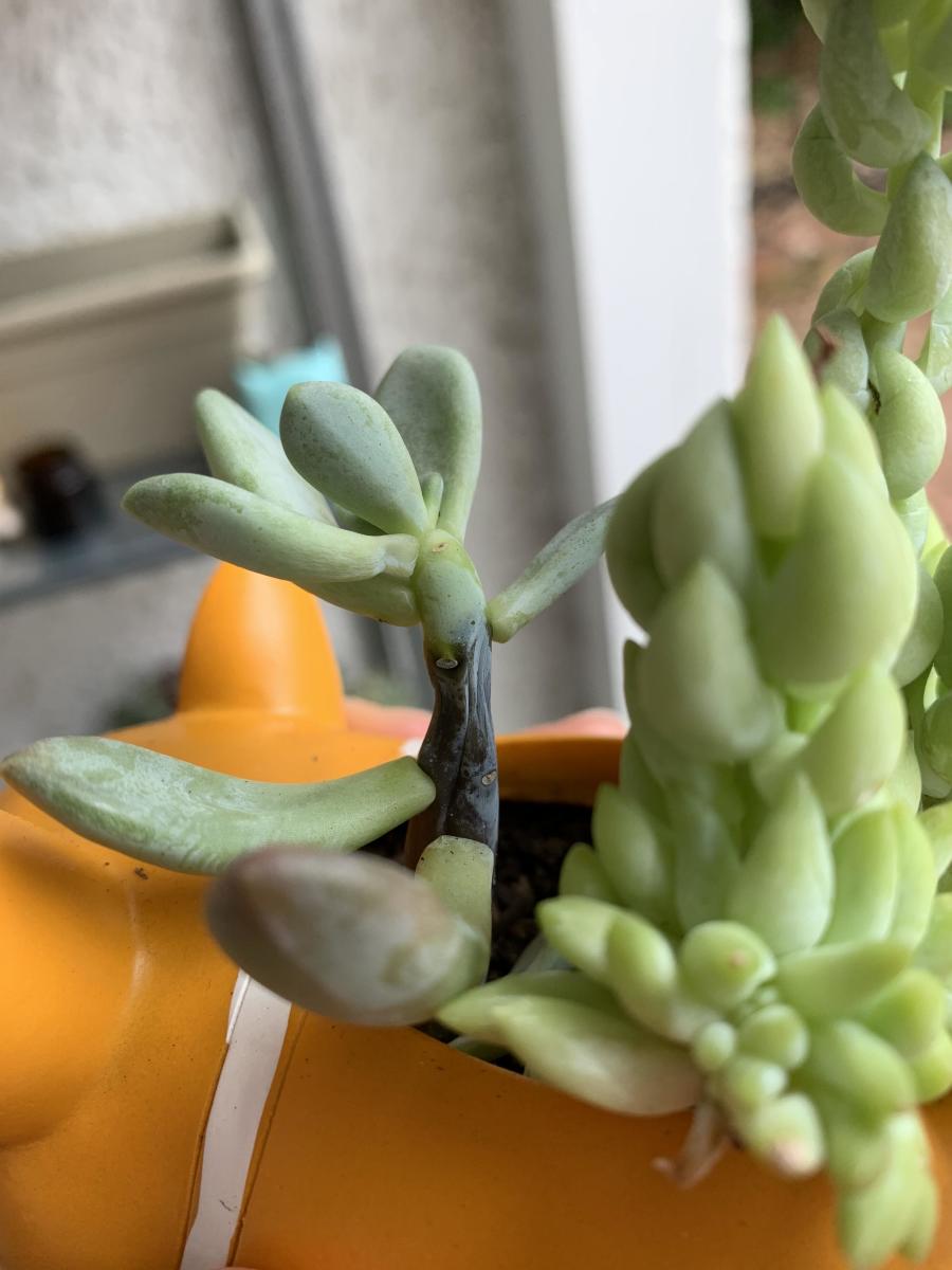 What Is Wrong With My Sedum? - HubPages