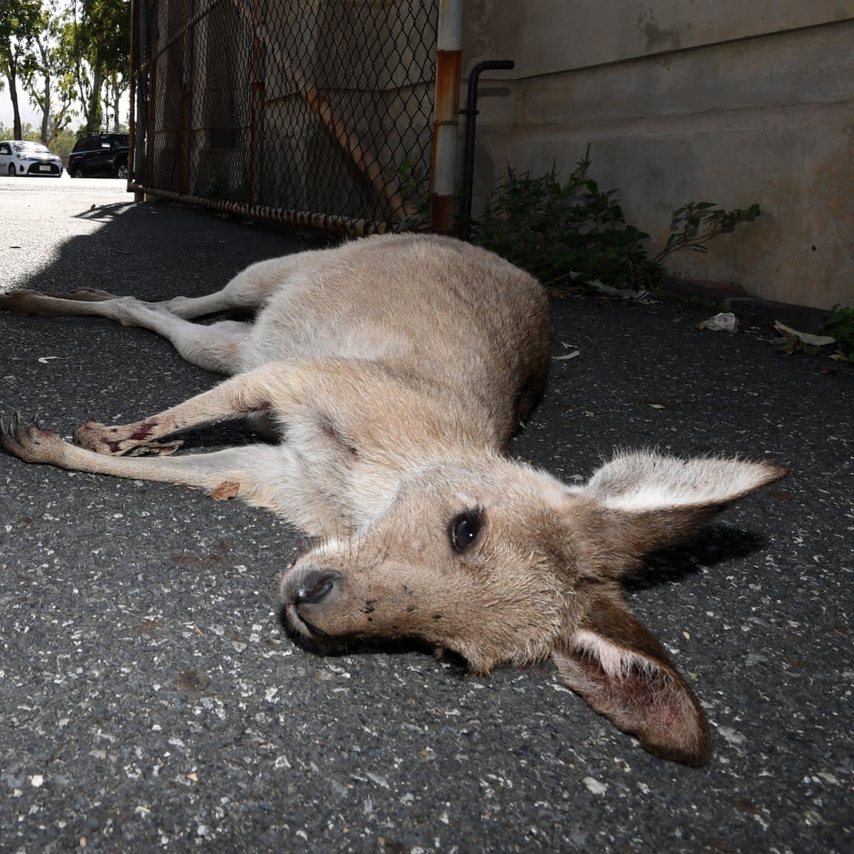 Animals Affected by Climate Change: A Global Perspective - HubPages