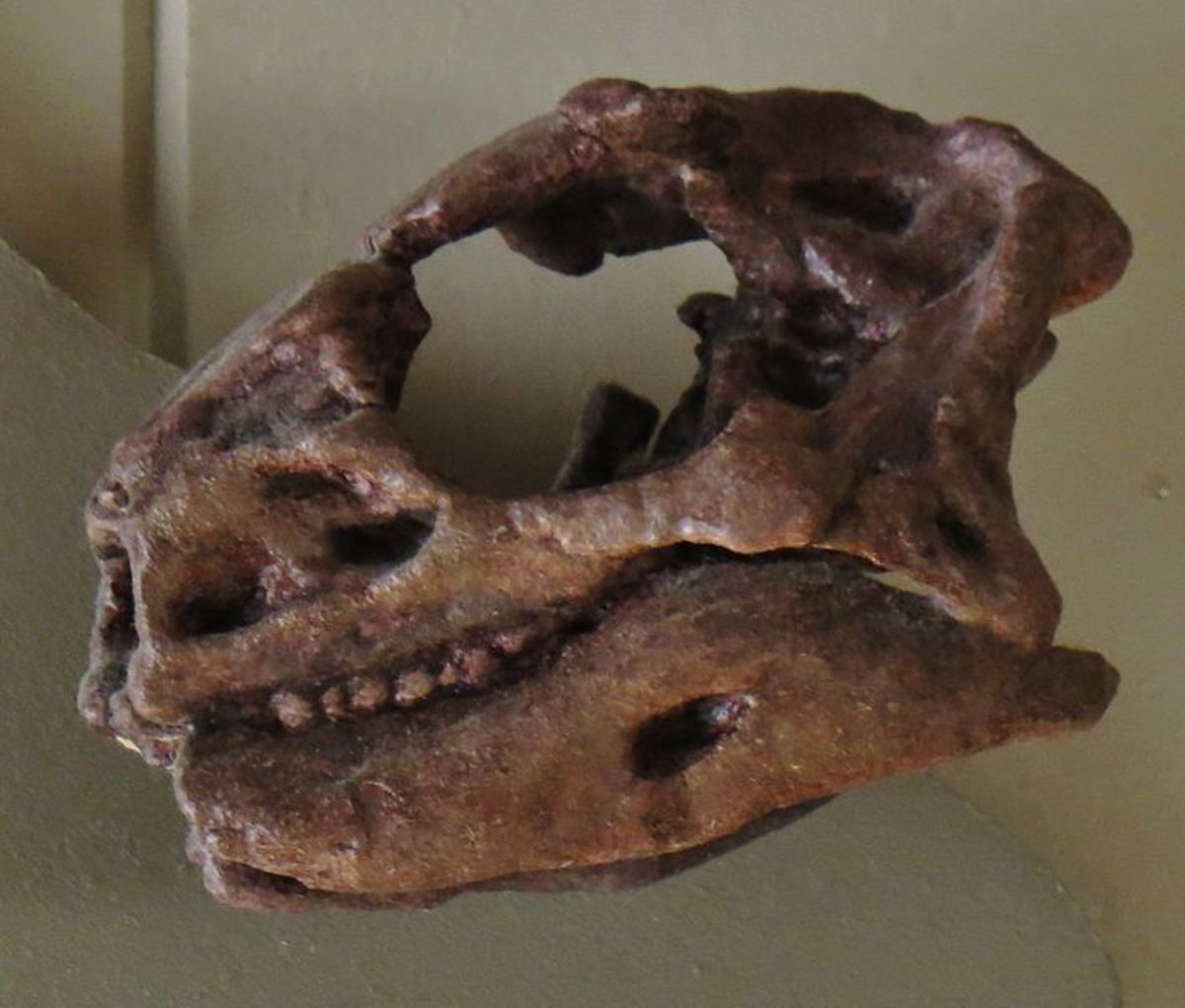 Facts on The Struthiomimus & Lesothosaurus - HubPages