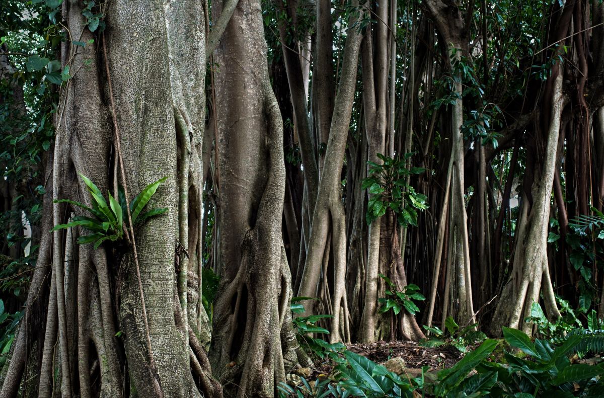 The Fascinating History of Fordlandia, Henry Ford’s Abandoned City ...