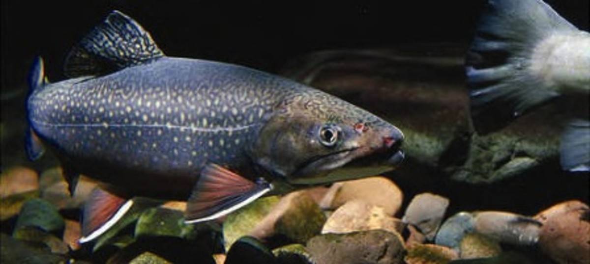 Learn about fish - HubPages