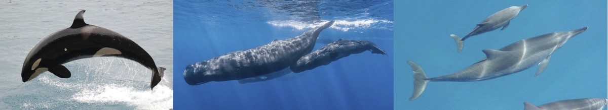 Learn about fish - HubPages