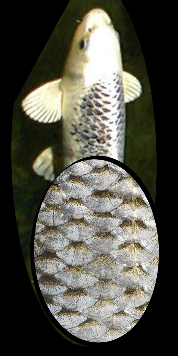 Learn about fish - HubPages