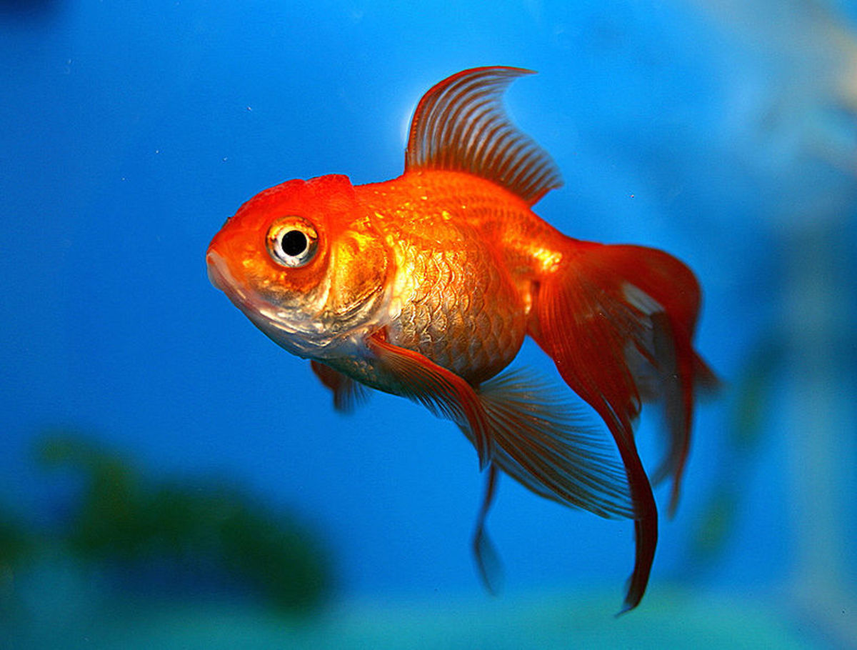Learn About Fish HubPages Learn About Fish HubPages