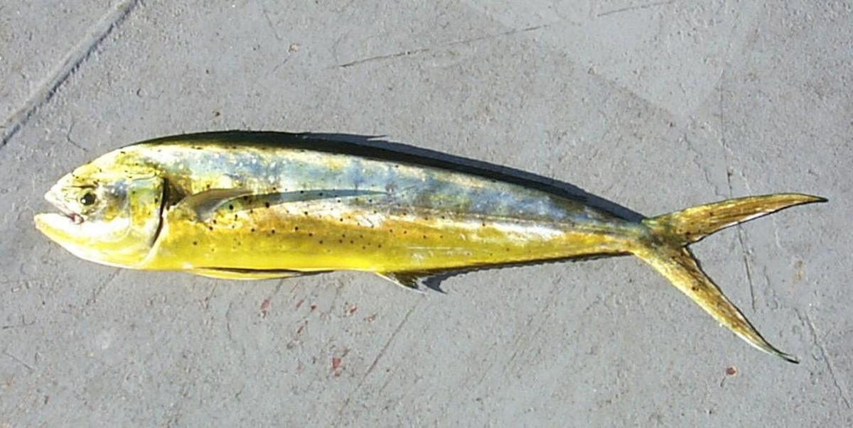 Simple Mahi Mahi Fishing Tips - HubPages