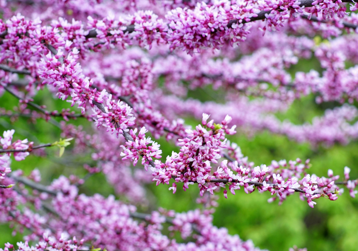 9 Amazing Spring-Flowering Trees - HubPages