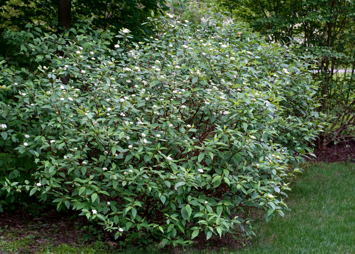 8 Popular Spring Flowering Shrubs - HubPages