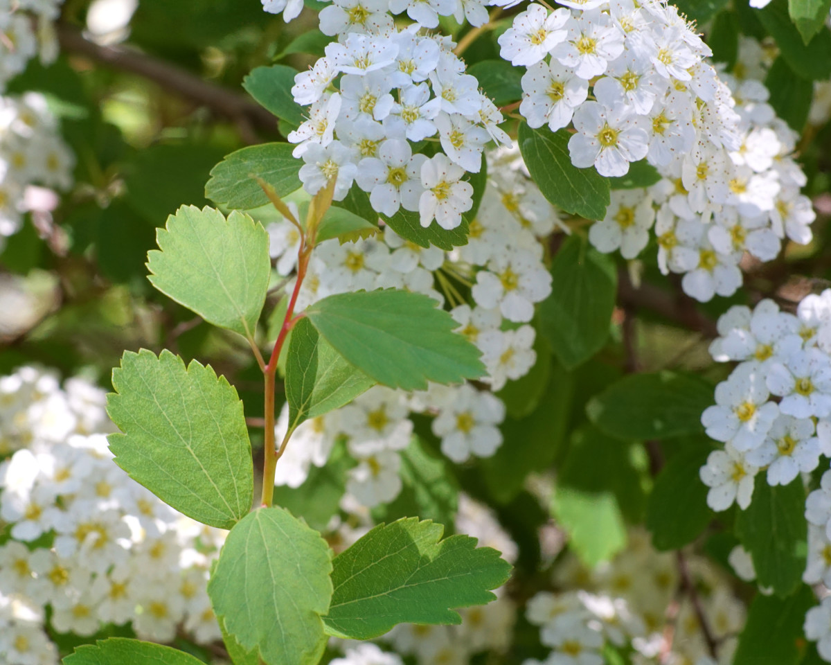 8 Popular Spring Flowering Shrubs - HubPages