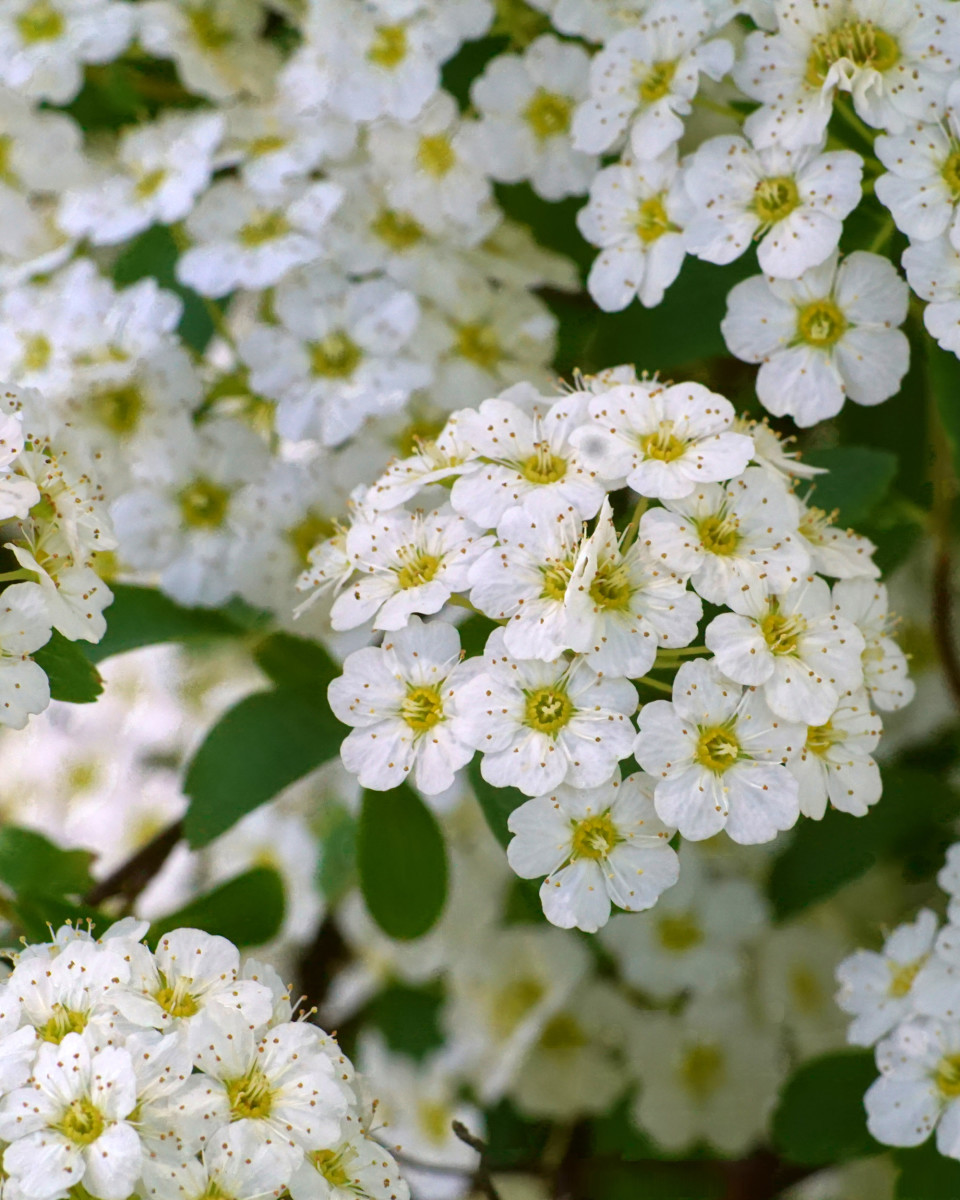 8 Popular Spring Flowering Shrubs - HubPages
