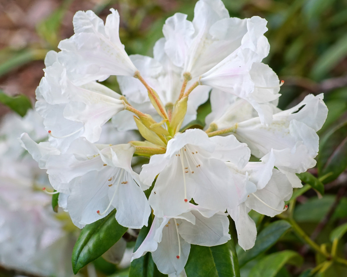 8 Popular Spring Flowering Shrubs - HubPages