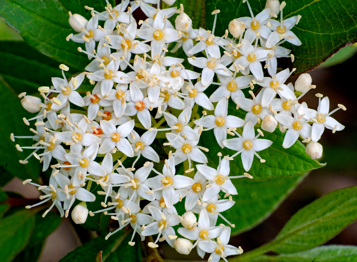 8 Popular Spring Flowering Shrubs - HubPages