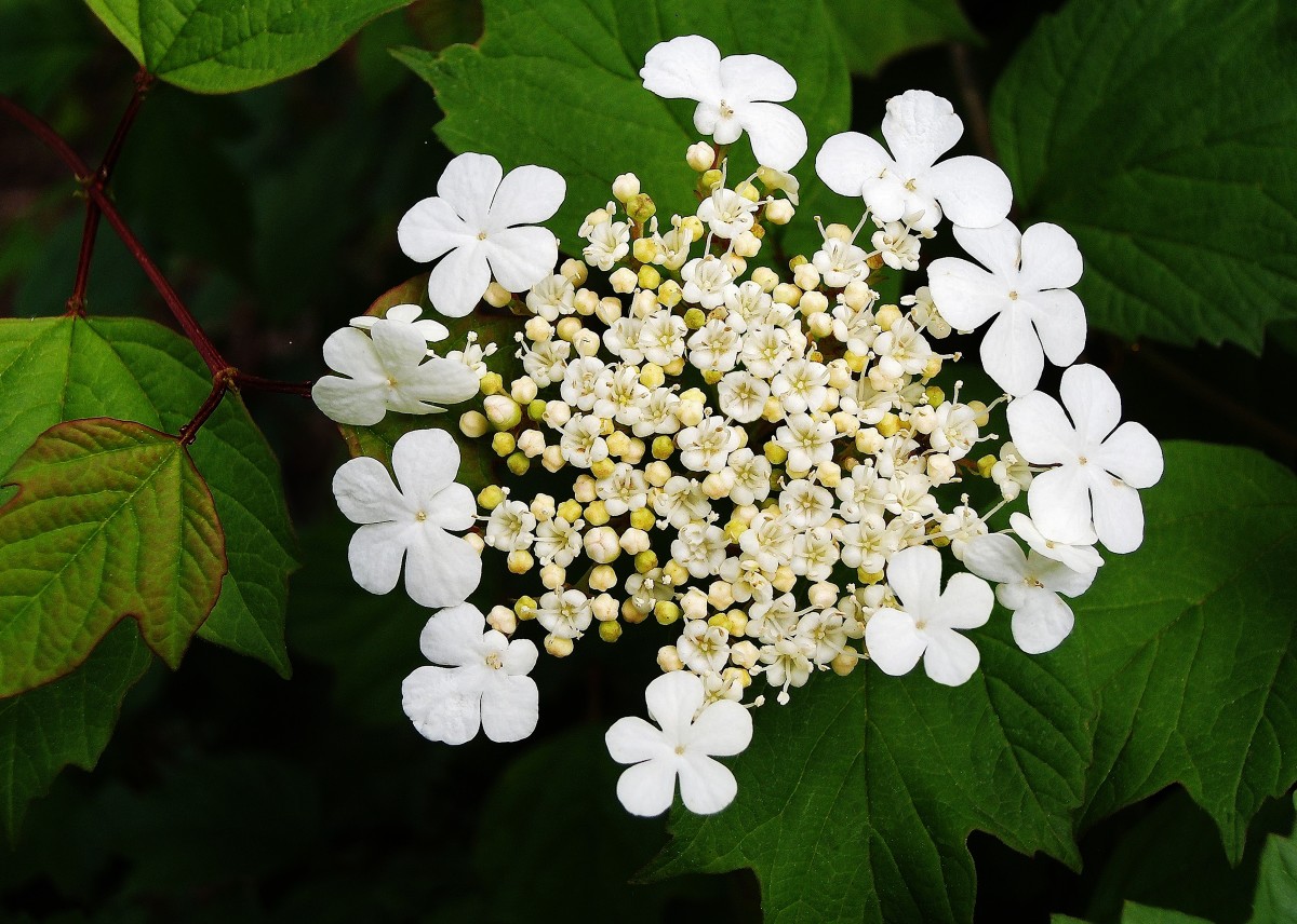 8 Popular Spring Flowering Shrubs - HubPages