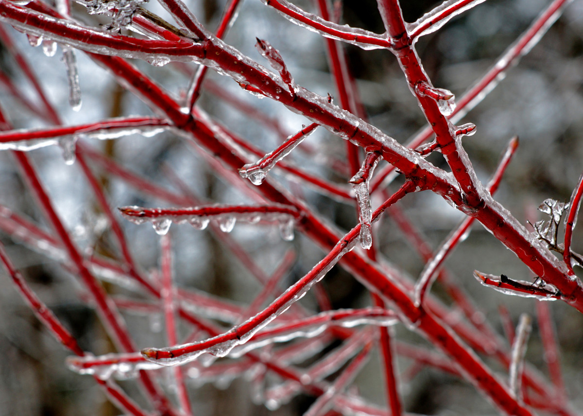 8 Popular Spring Flowering Shrubs - HubPages