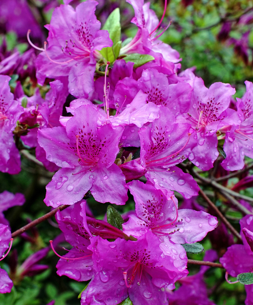 8 Popular Spring Flowering Shrubs - HubPages