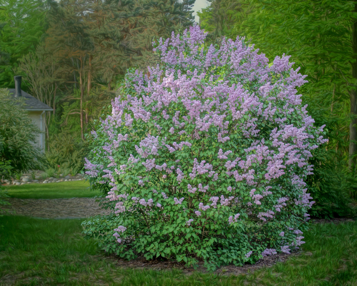 8 Popular Spring Flowering Shrubs - HubPages