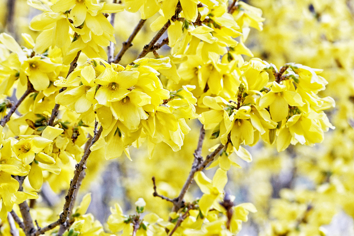 8 Popular Spring Flowering Shrubs - HubPages