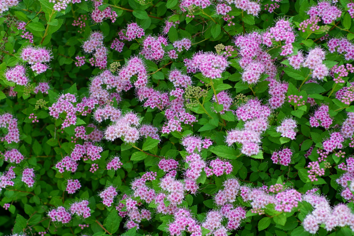 8 Popular Spring Flowering Shrubs - HubPages