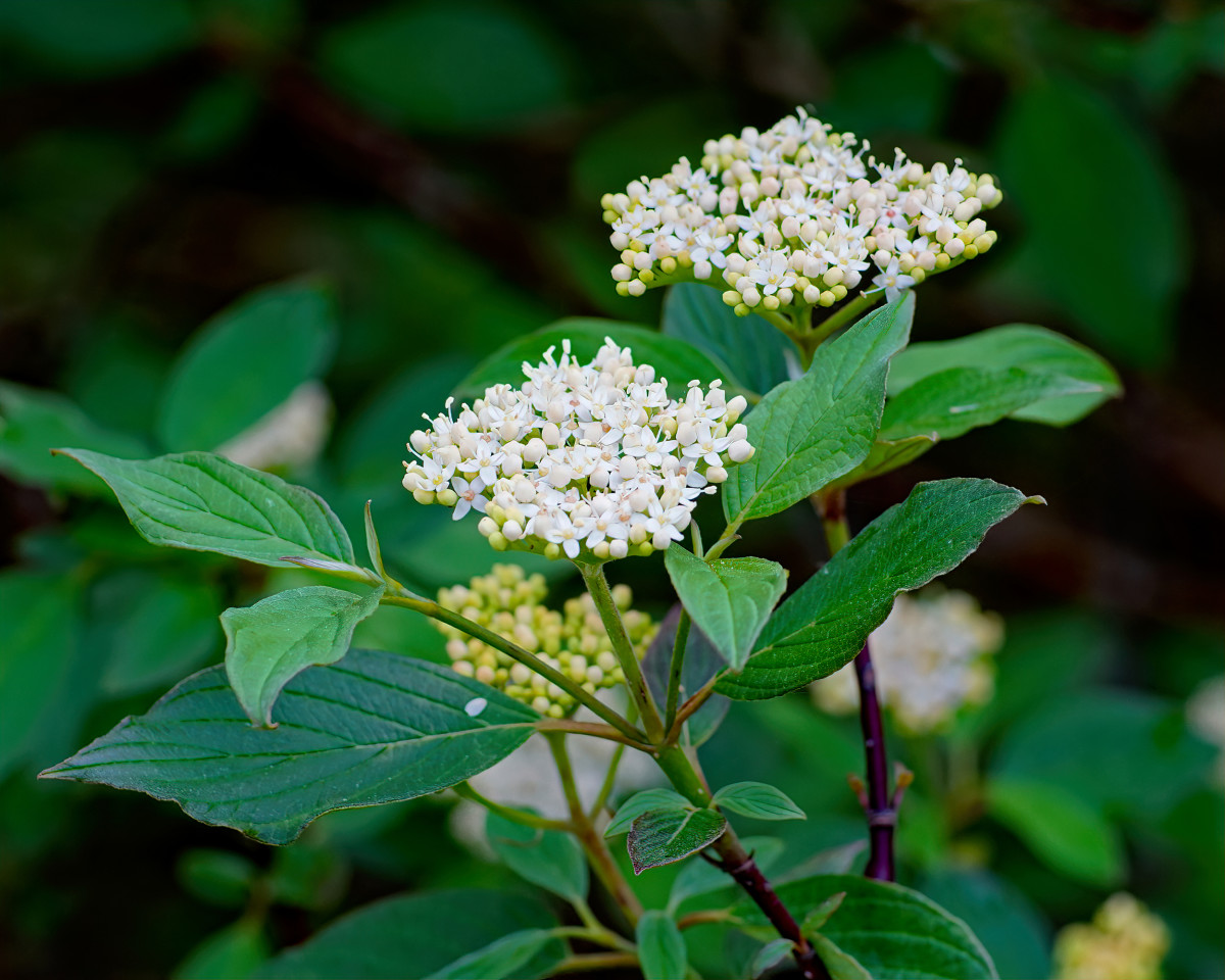 8 Popular Spring Flowering Shrubs - HubPages
