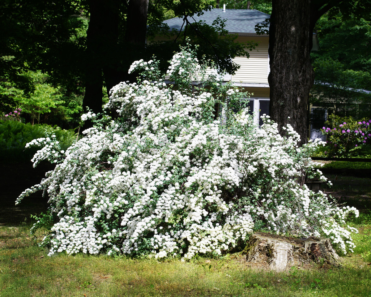 8 Popular Spring Flowering Shrubs - HubPages