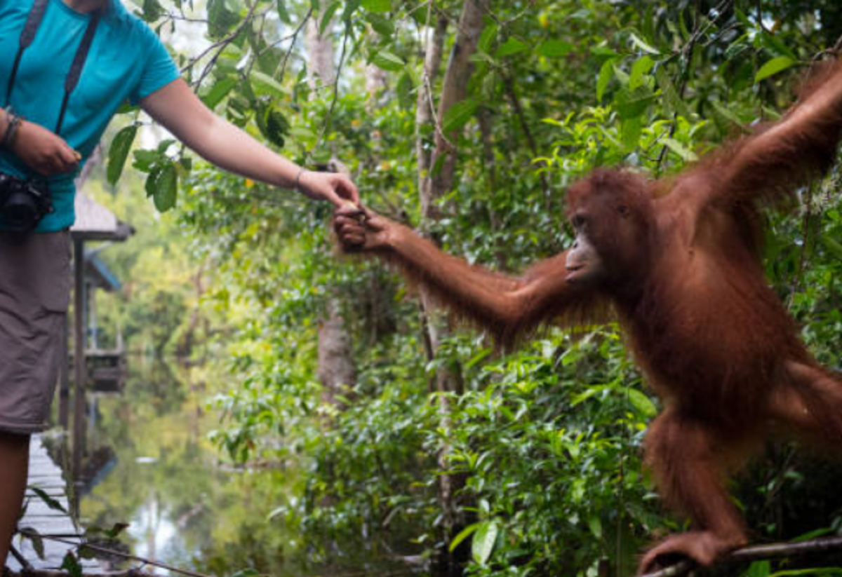 Top 10 Amazing Wildlife Encounters to Experience once in your lifetime ...