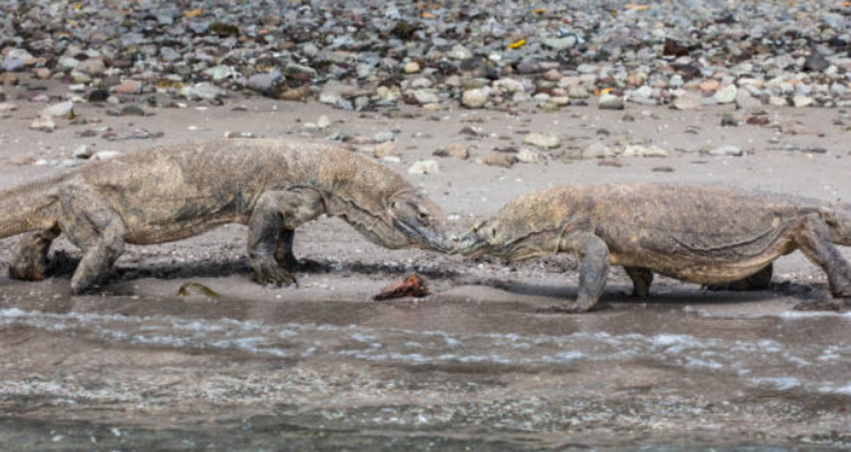 Top 10 Amazing Wildlife Encounters to Experience once in your lifetime ...