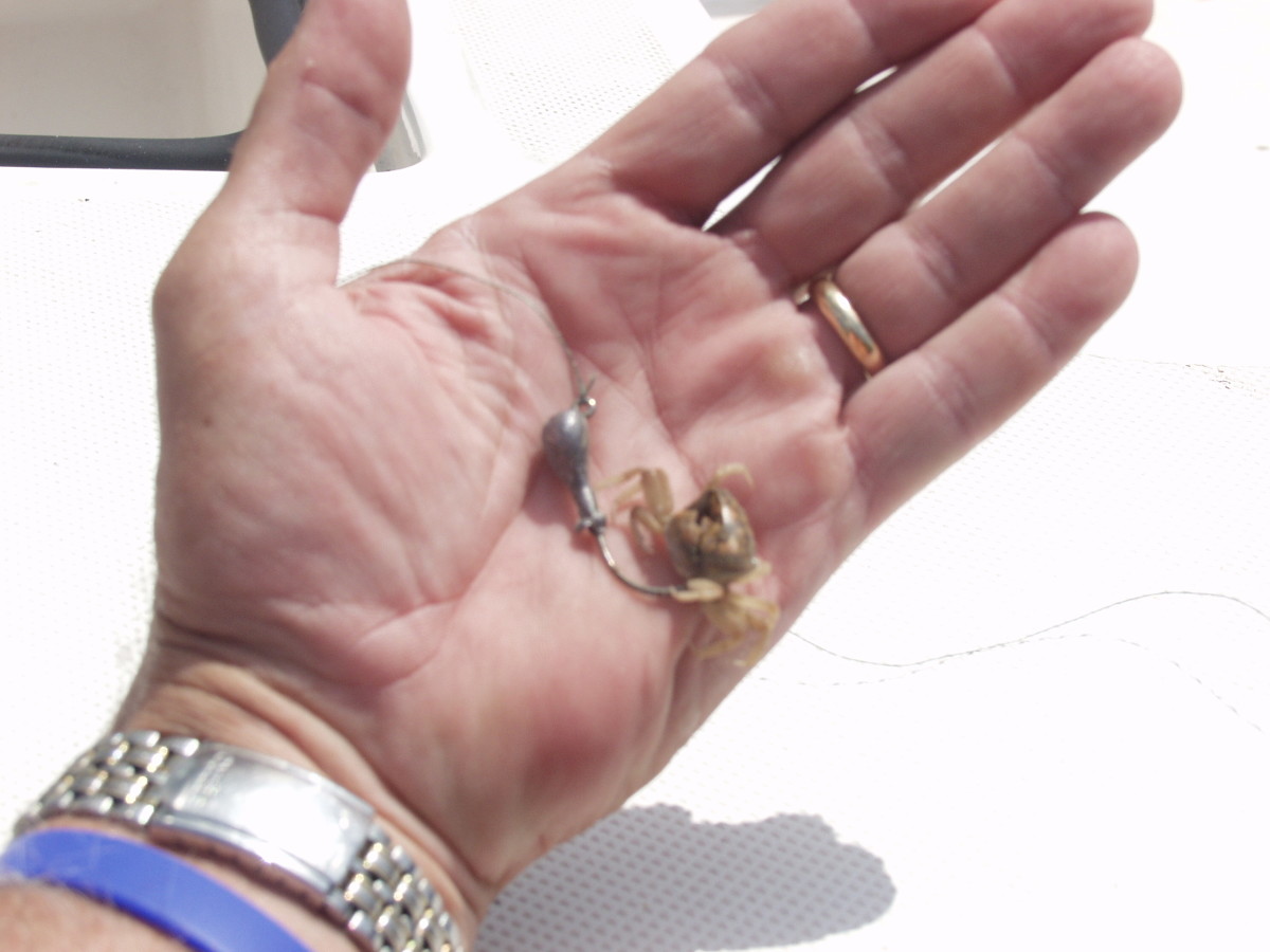 Catching Spring and Summer Atlantic Sheepshead - HubPages