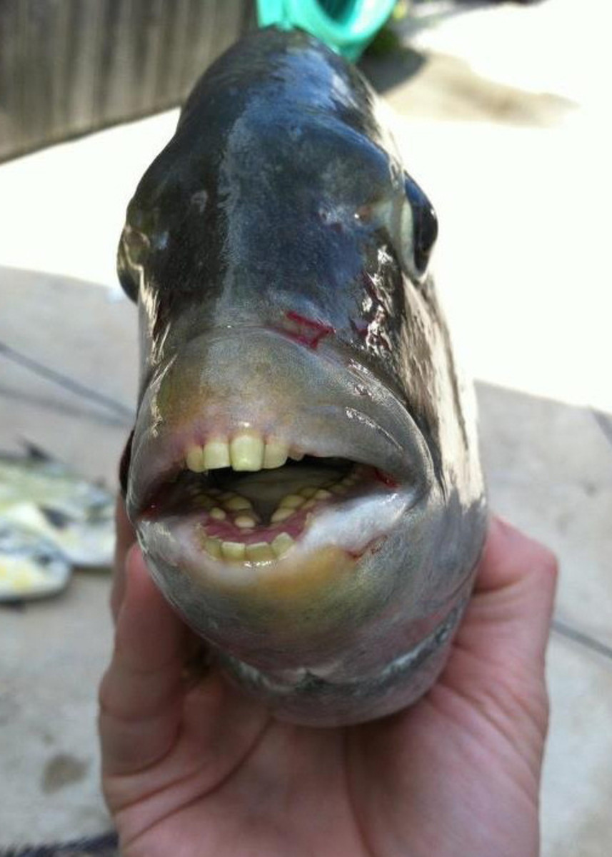 Catching Spring and Summer Atlantic Sheepshead - HubPages