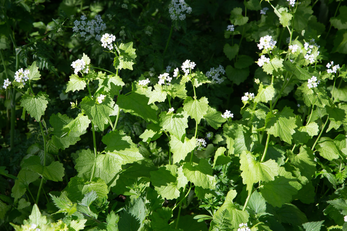 Is Garlic Mustard Toxic To Cats PetHelpful