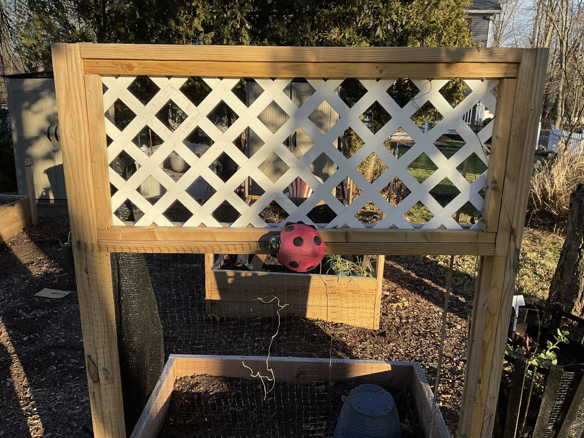 Vertical Squash Gardening: A Beginner's Guide - HubPages