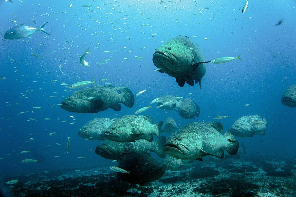Goliath Grouper Fishing—or Non-fishing: History and Restrictions - HubPages
