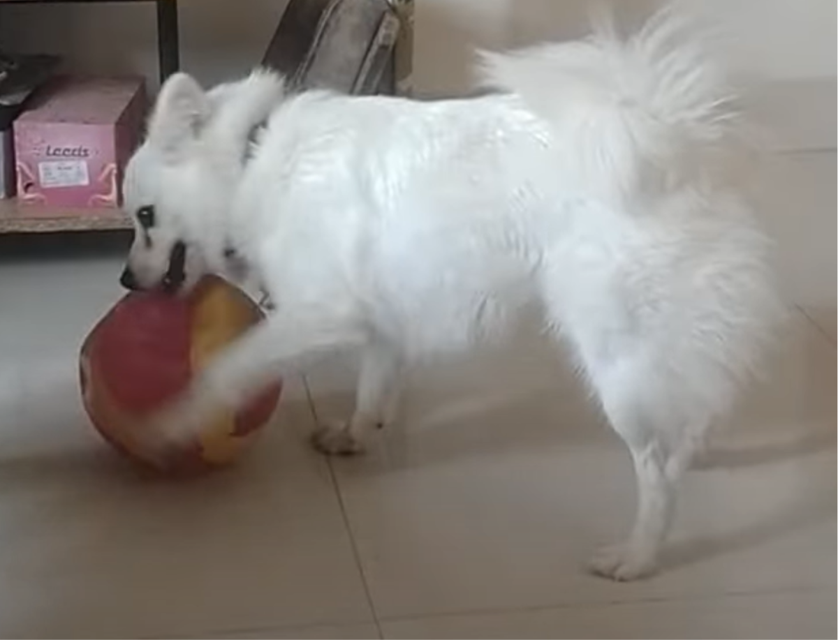 Indian Spitz: Breed Information, Facts and Characteristics - HubPages