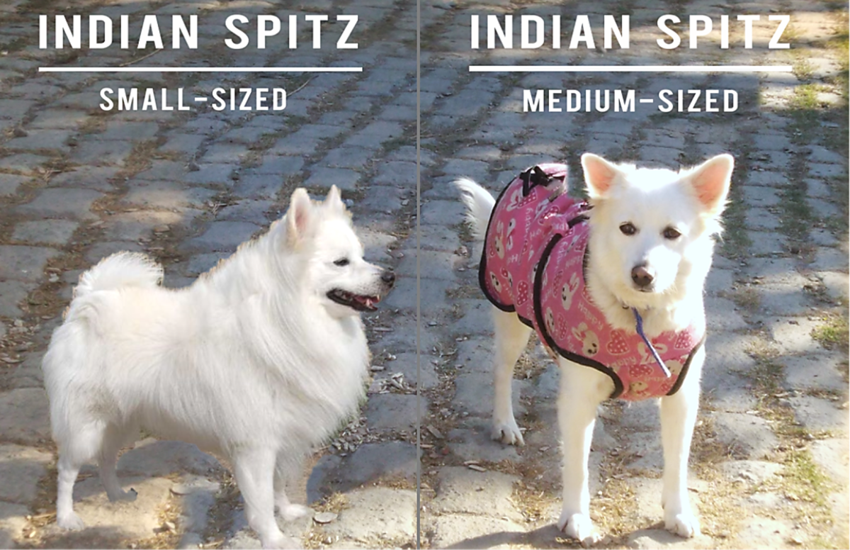 Indian Spitz: Breed Information, Facts and Characteristics - HubPages
