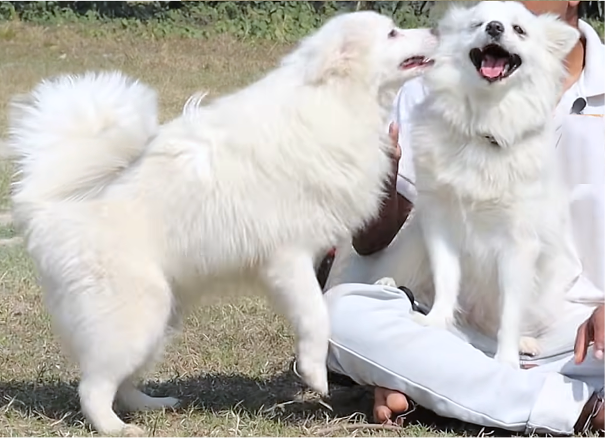 Indian Spitz: Breed Information, Facts and Characteristics - HubPages