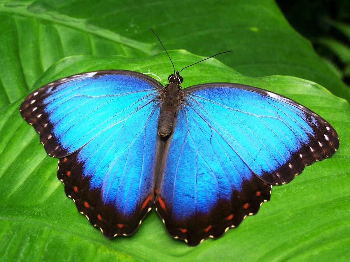 20 Insect Names in Hindi - HubPages