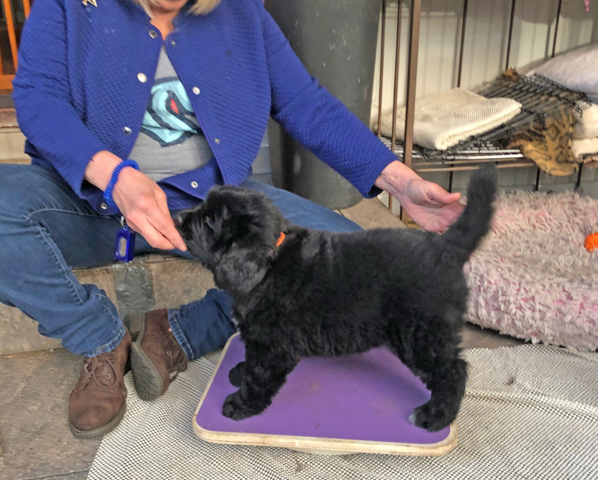 Puppy 101 - HubPages