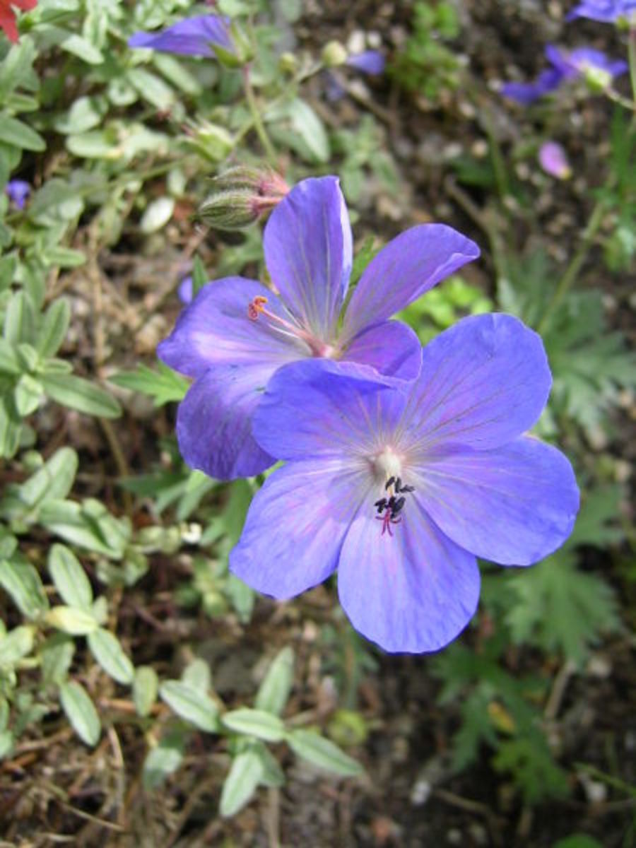 Clean Air and Health Benefits of Geraniums - HubPages