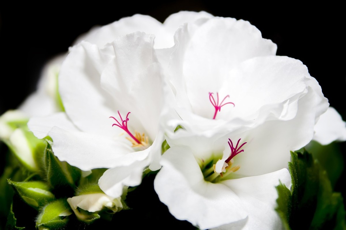 Clean Air and Health Benefits of Geraniums - HubPages