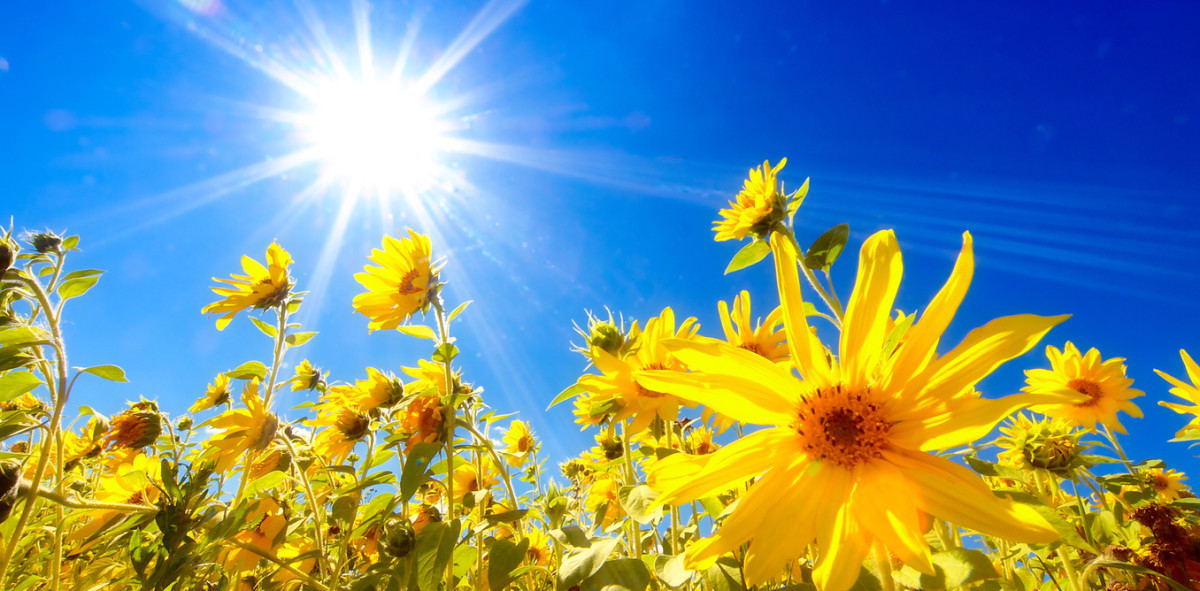 How to Become the Master of Your Garden - HubPages