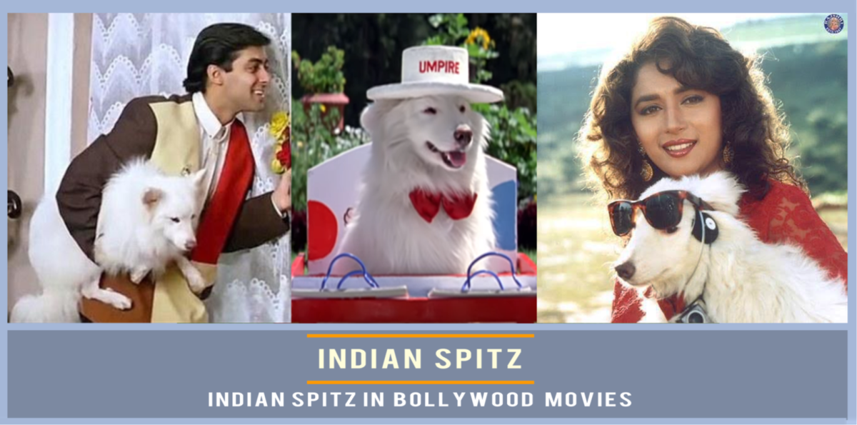 15 Things to Consider Before Owning an Indian Spitz - HubPages