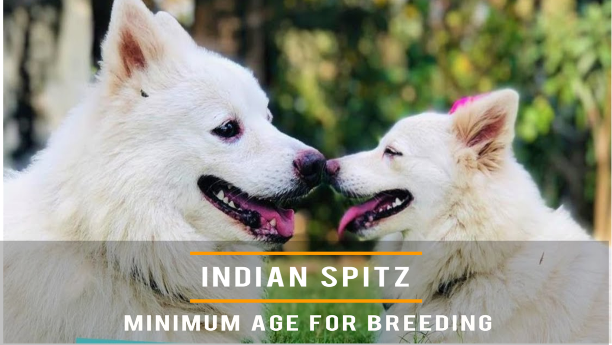 15 Things to Consider Before Owning an Indian Spitz - HubPages